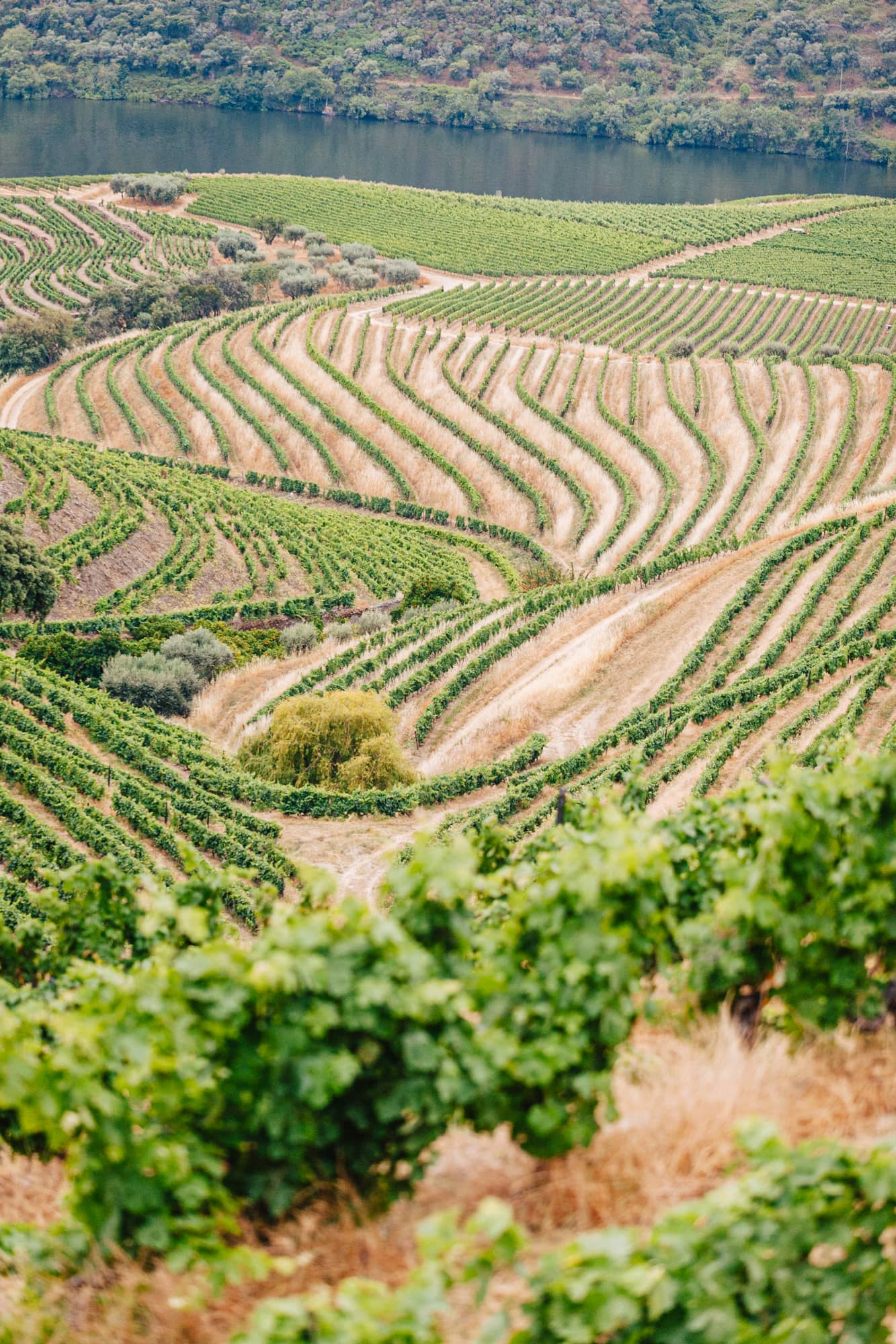 Croft Vintage Port 2000 - Croft Port